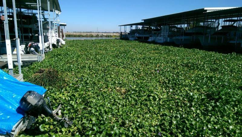 California Delta Water Hyacinth Infestation – Bassaholics